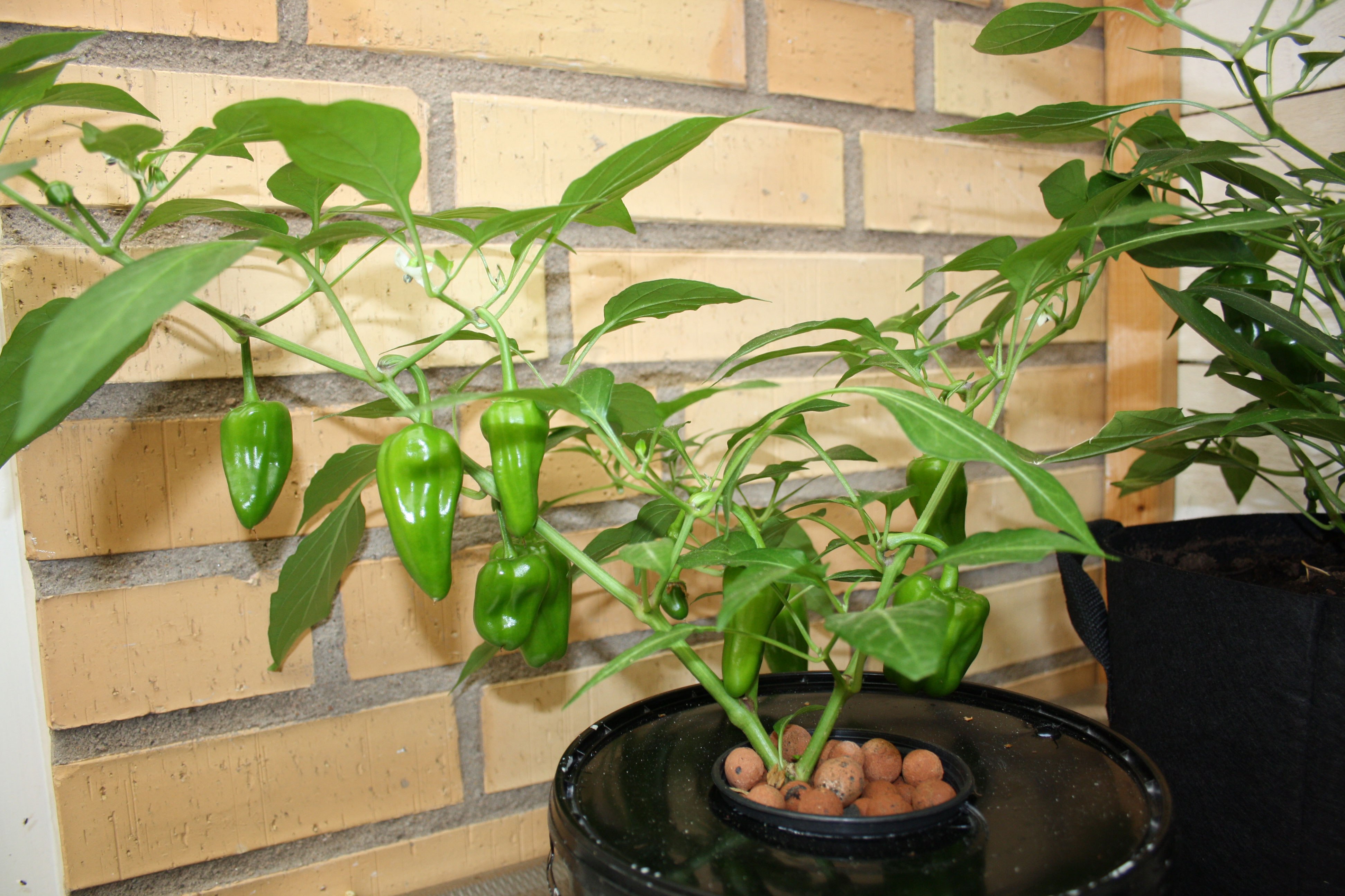 cheyenne – Odlare Borgström