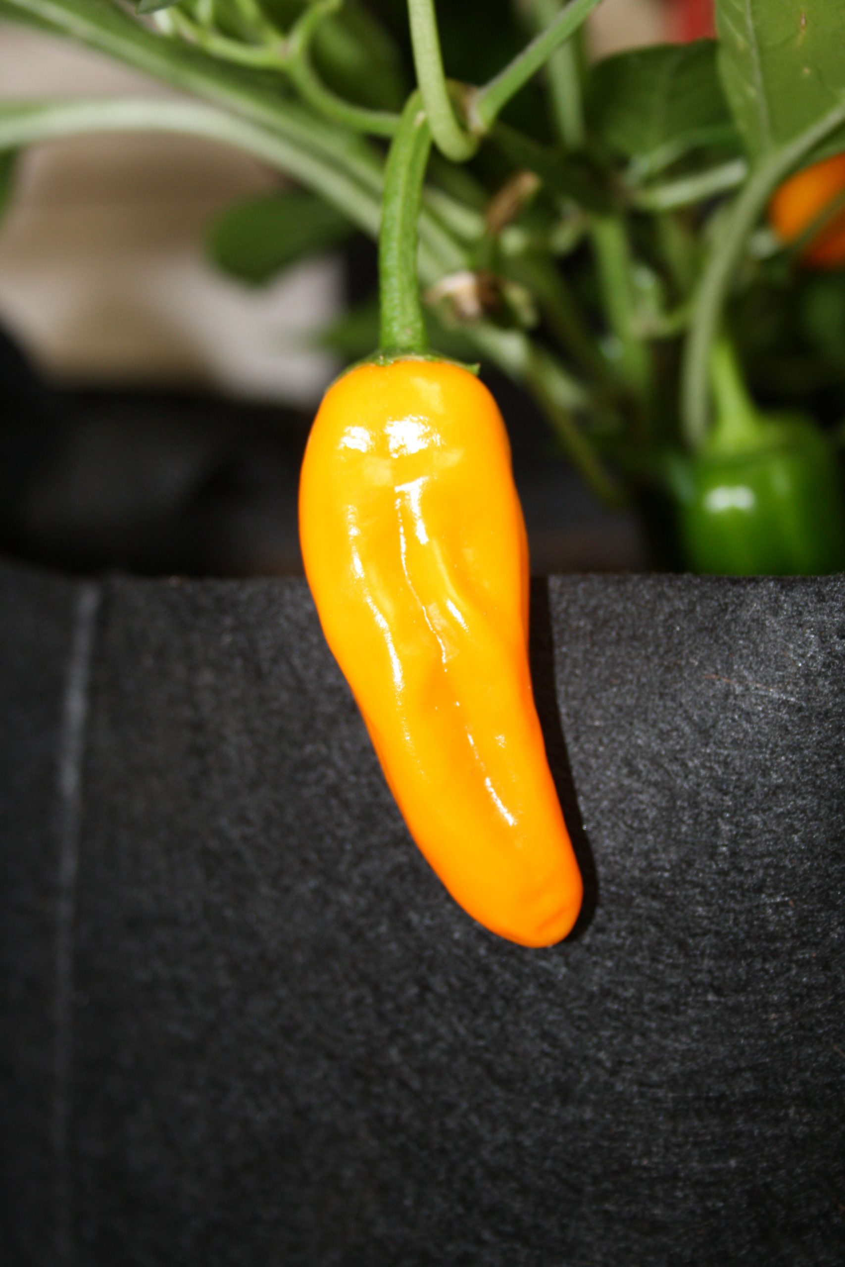 cheyenne – Odlare Borgström