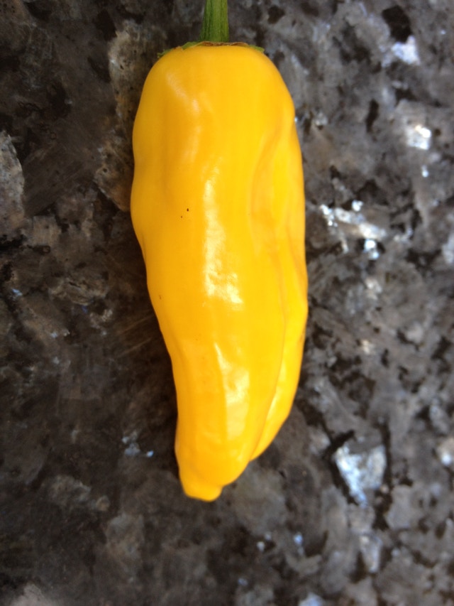 Aji mango – Odlare Borgström