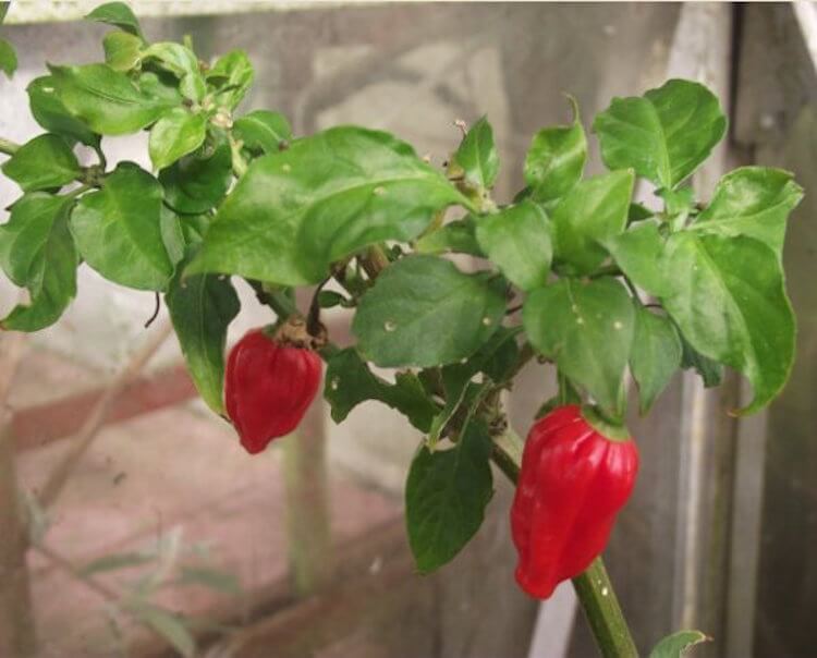 Dorset naga – Odlare Borgström