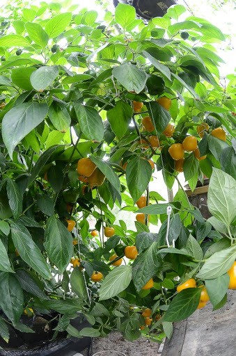 Rocoto orange – Odlare Borgström