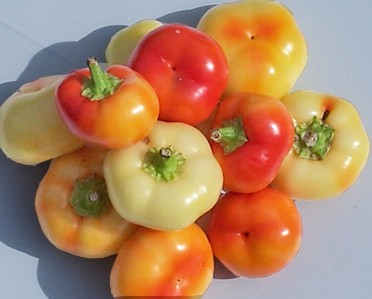 Hot Apple (Alma Paprika) – Odlare Borgström